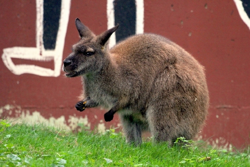 Daums Tierwelt - Bennet Känguru