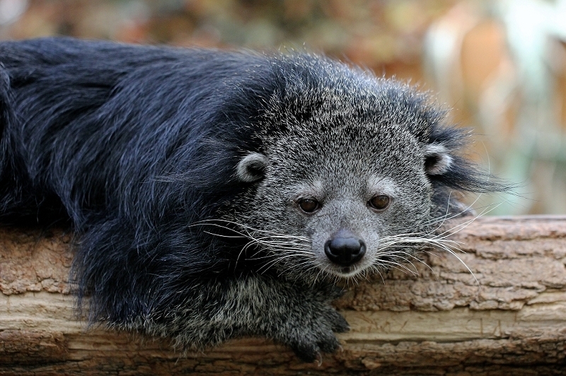 Daums Tierwelt - Binturong