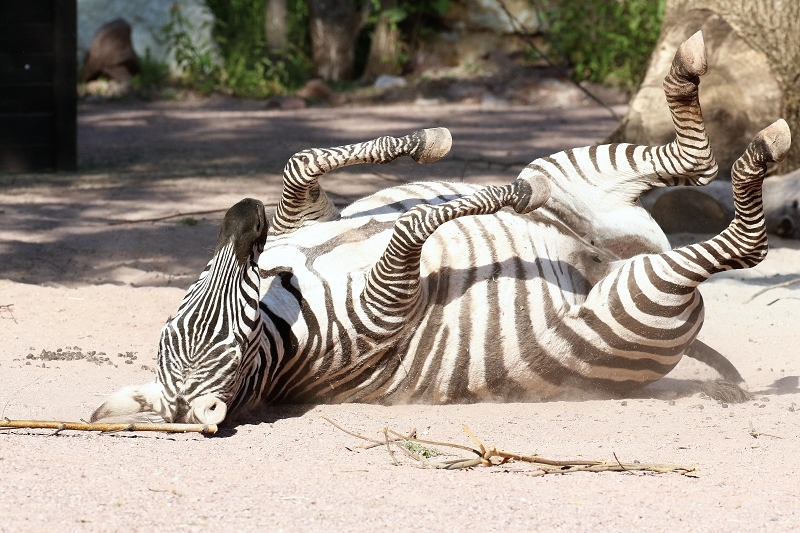 Daums Tierwelt - Böhm-Zebra