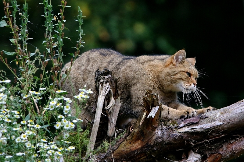 Daums Tierwelt - Europäische Wildkatze