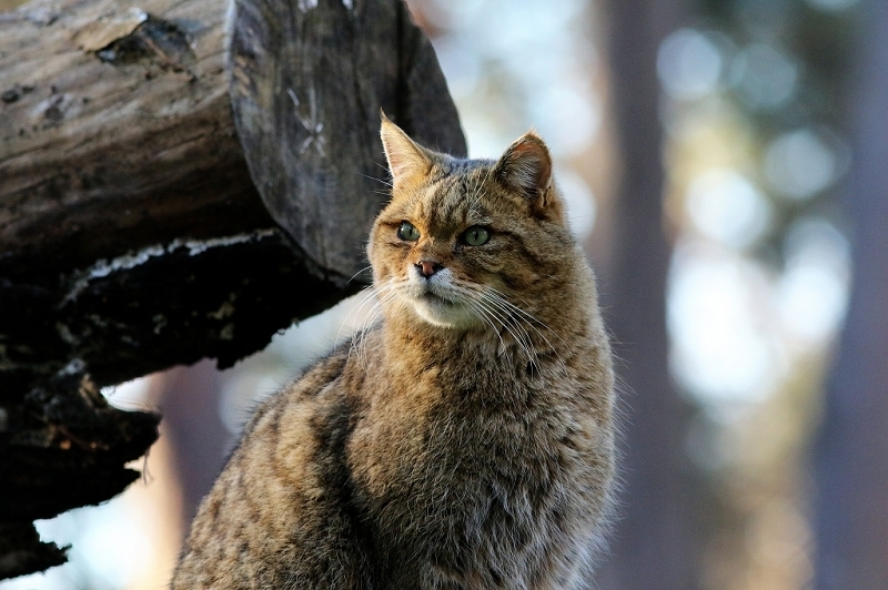 Daums Tierwelt - Europäische Wildkatze