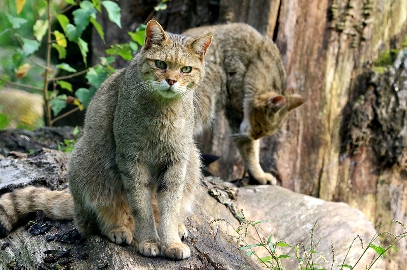 Daums Tierwelt - Europäische Wildkatze