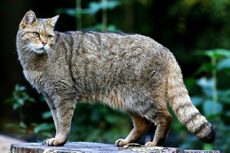 Daums Tierwelt - Europäische Wildkatze