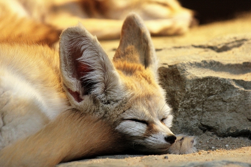 Daums Tierwelt - Fennek