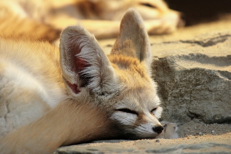 Daums Tierwelt - Fennek