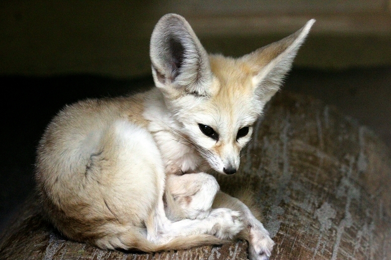 Daums Tierwelt - Fennek