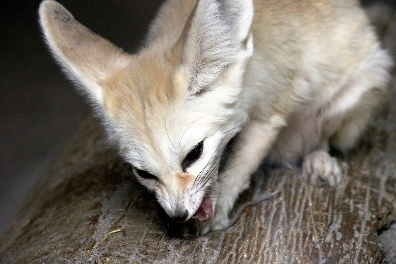 Daums Tierwelt - Fennek