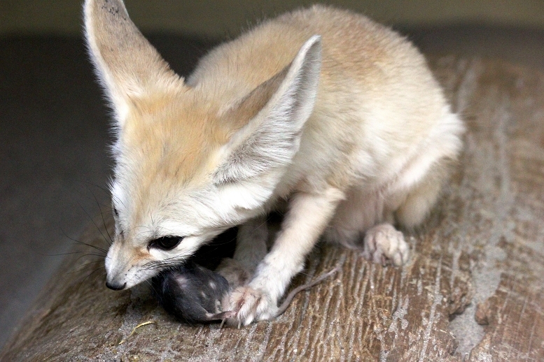 Daums Tierwelt - Fennek