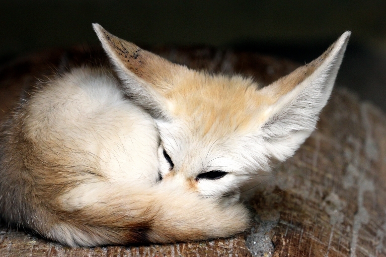 Daums Tierwelt - Fennek