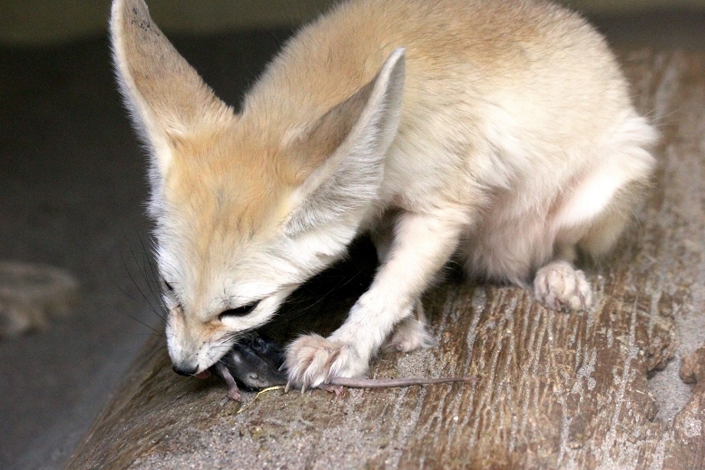 Daums Tierwelt - Fennek