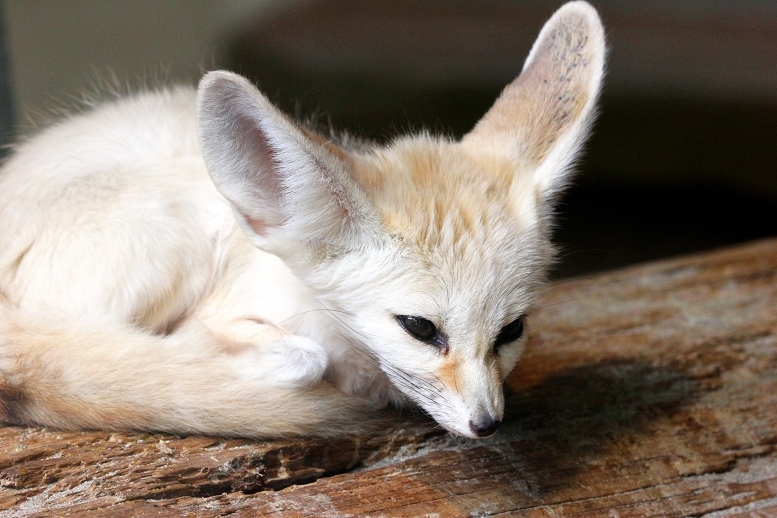 Daums Tierwelt - Fennek