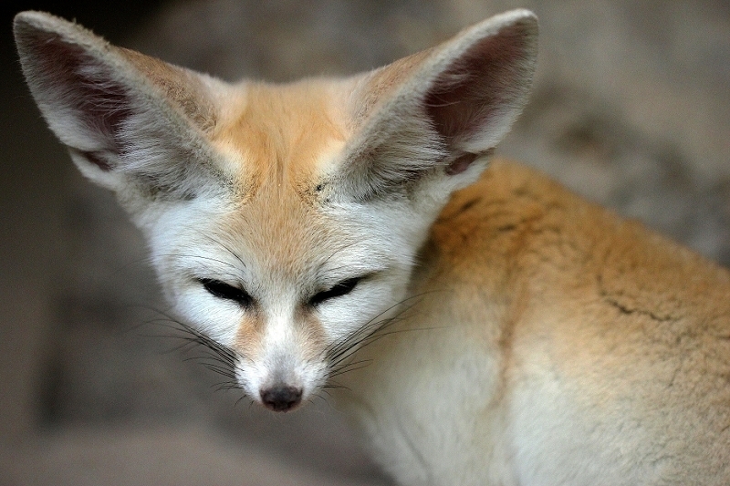 Daums Tierwelt - Fennek