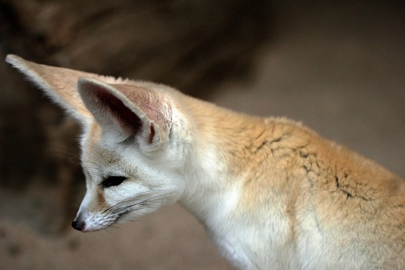 Daums Tierwelt - Fennek