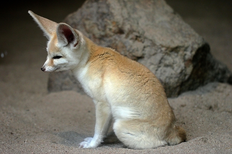 Daums Tierwelt - Fennek