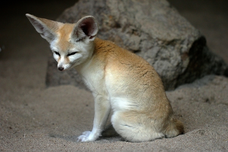 Daums Tierwelt - Fennek