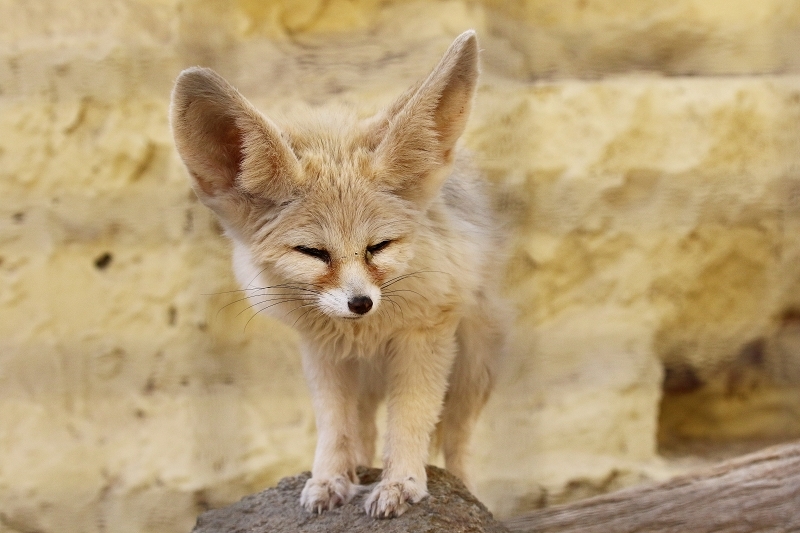 Daums Tierwelt - Fennek