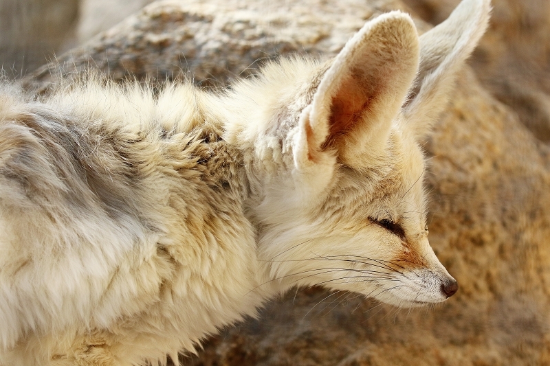 Daums Tierwelt - Fennek