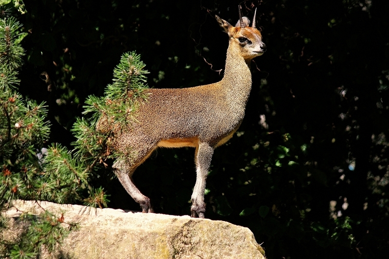 Daums Tierwelt - Klippspringer