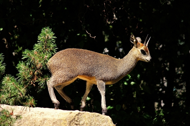 Daums Tierwelt - Klippspringer