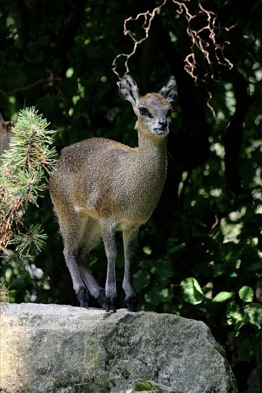 Daums Tierwelt - Klippspringer