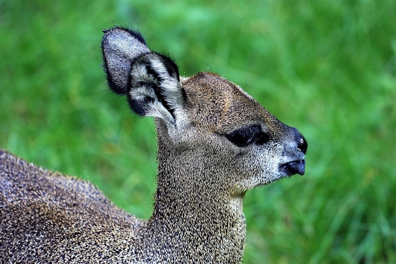 Daums Tierwelt - Klippspringer