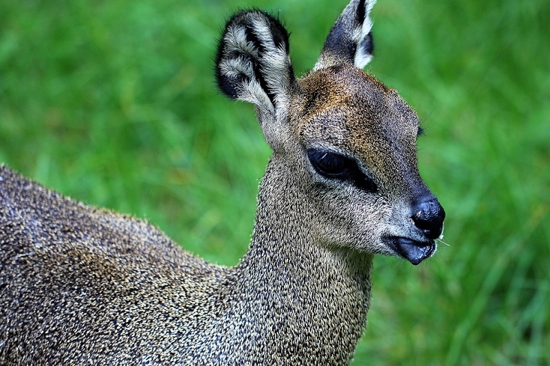 Daums Tierwelt - Klippspringer
