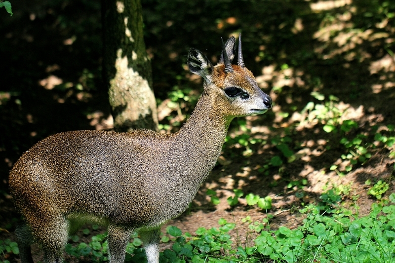 Daums Tierwelt - Klippspringer