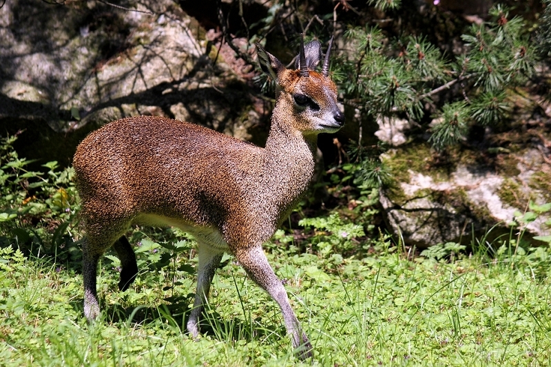 Daums Tierwelt - Klippspringer