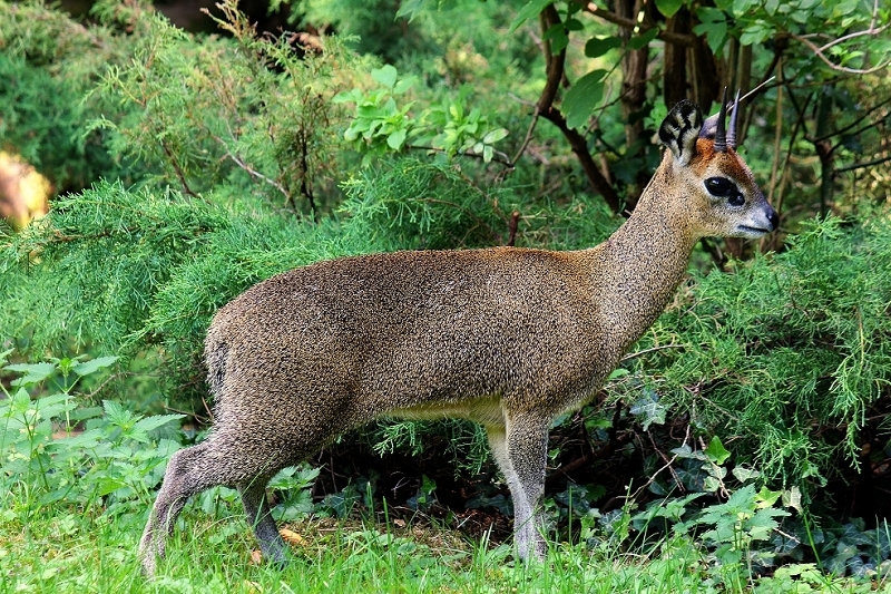 Daums Tierwelt - Klippspringer