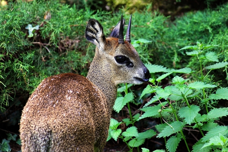 Daums Tierwelt - Klippspringer