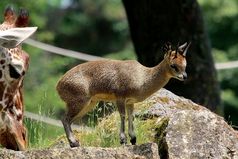 Daums Tierwelt - Klippspringer