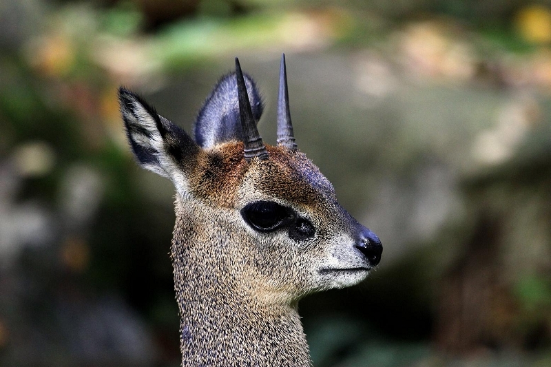 Daums Tierwelt - Klippspringer