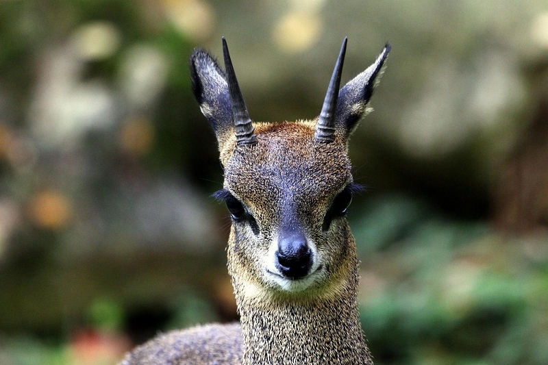 Daums Tierwelt - Klippspringer