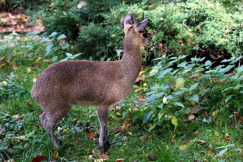 Daums Tierwelt - Klippspringer