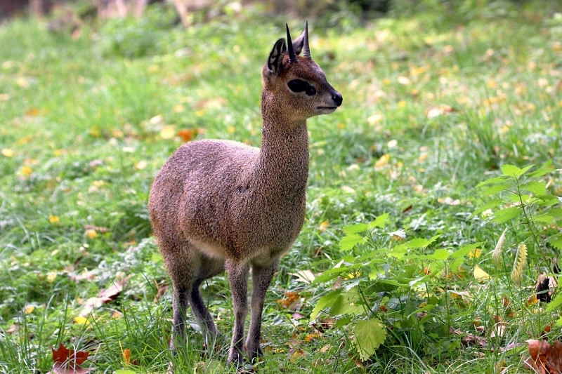 Daums Tierwelt - Klippspringer