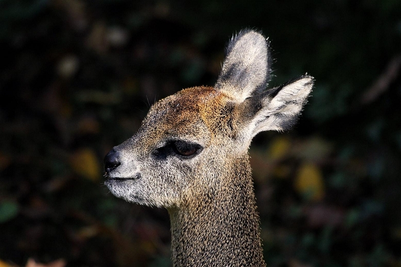 Daums Tierwelt - Klippspringer