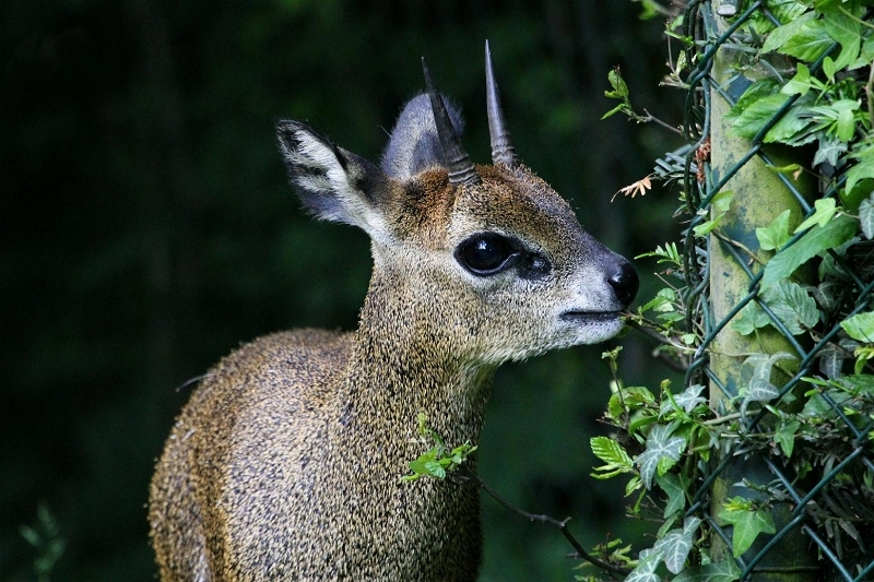 Daums Tierwelt - Klippspringer
