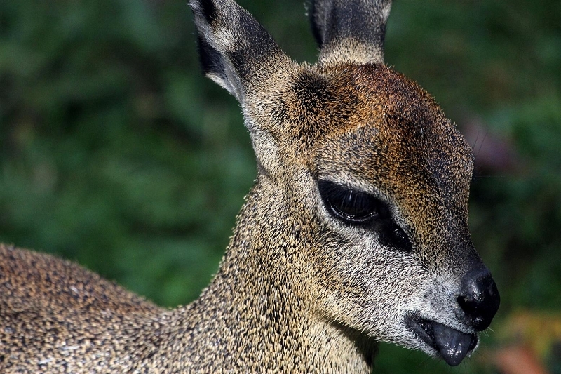 Daums Tierwelt - Klippspringer