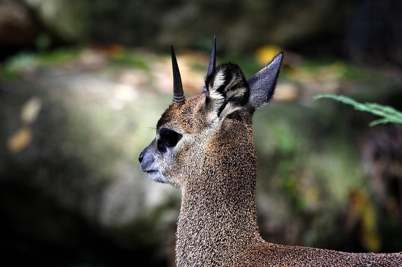 Daums Tierwelt - Klippspringer