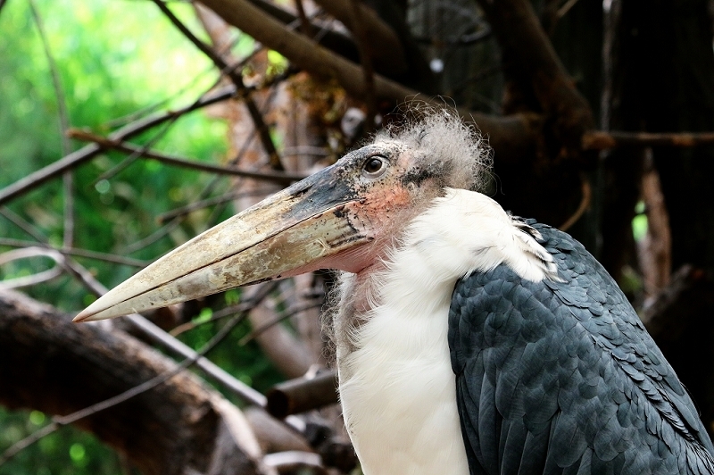 Daums Tierwelt - Marabu
