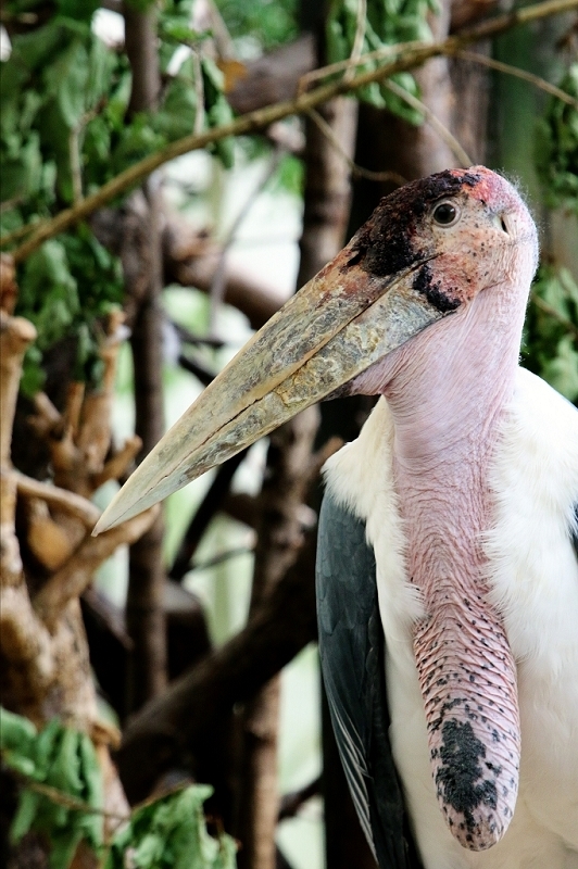Daums Tierwelt - Marabu
