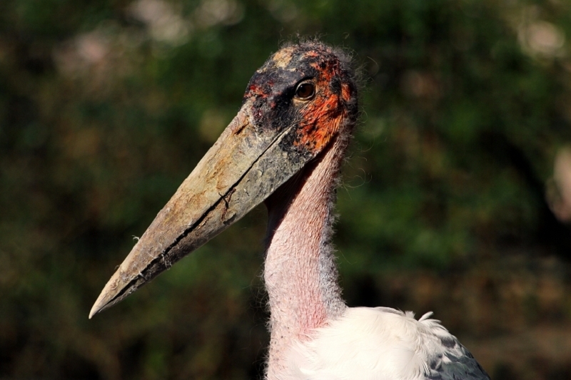 Daums Tierwelt - Marabu