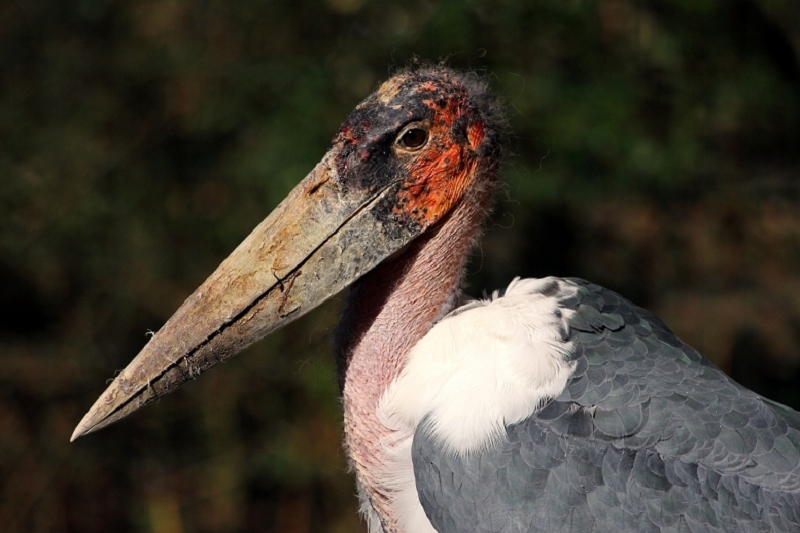 Daums Tierwelt - Marabu