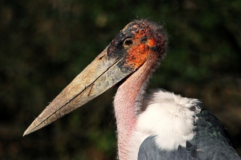 Daums Tierwelt - Marabu