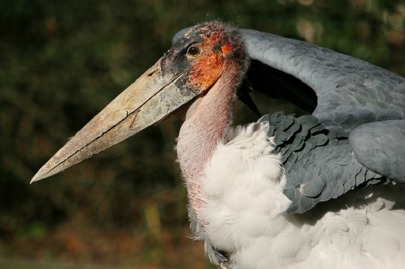 Daums Tierwelt - Marabu