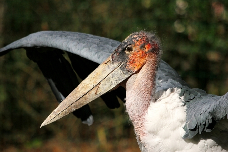 Daums Tierwelt - Marabu