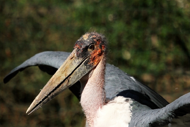 Daums Tierwelt - Marabu