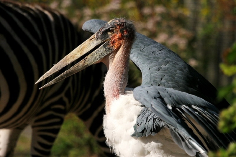 Daums Tierwelt - Marabu