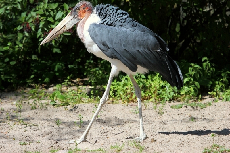 Daums Tierwelt - Marabu