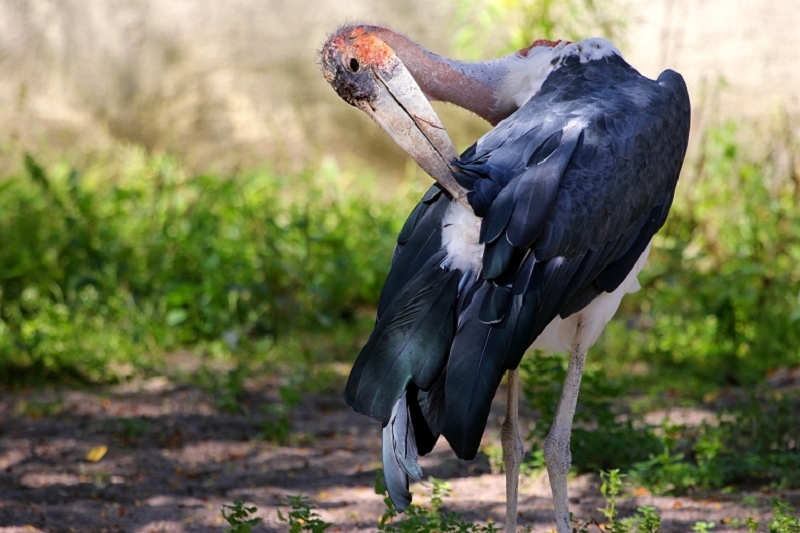 Daums Tierwelt - Marabu